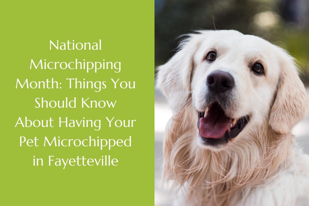 National Microchipping Month: Things You Should Know About Having Your ...